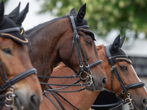 Ruzie om sportpaarden uit Markelo eindigt bij rechter: eigenaresse ...