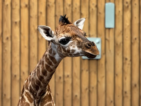 Wildlands Emmen verwelkomt Kenyi, nieuwe giraf geboren | Regio | AD.nl