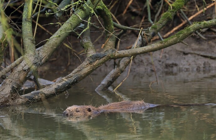 To bever or not to bever: ben jij blij dat er steeds meer bevers zijn ...