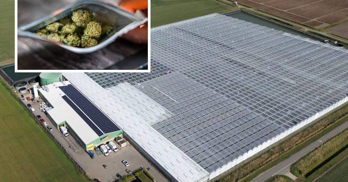 Nieuwe klachten over stinkende wietkassen in Hellevoet, DCMR kan door ...