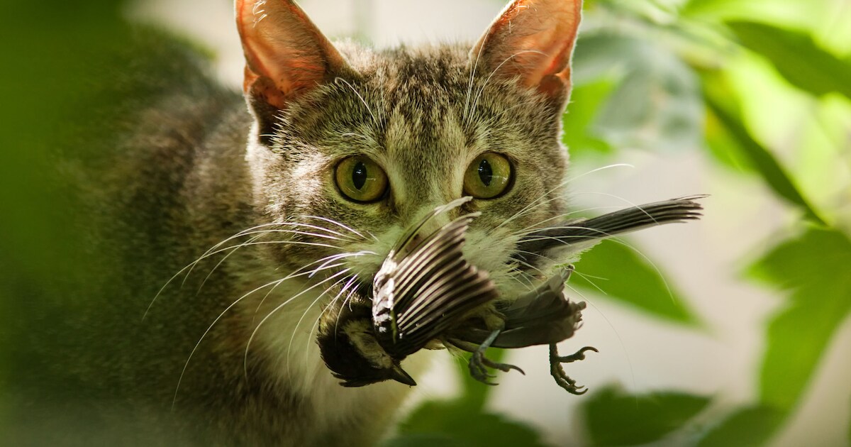 Van muizenvanger tot vogelmoordenaar: waarom krijgt kat steeds vaker de ...
