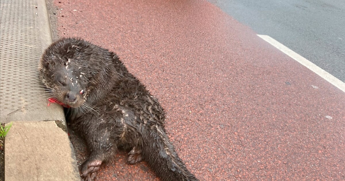 Hoe kan het leefgebied van de otter worden verbeterd? ‘Haal obstakels ...