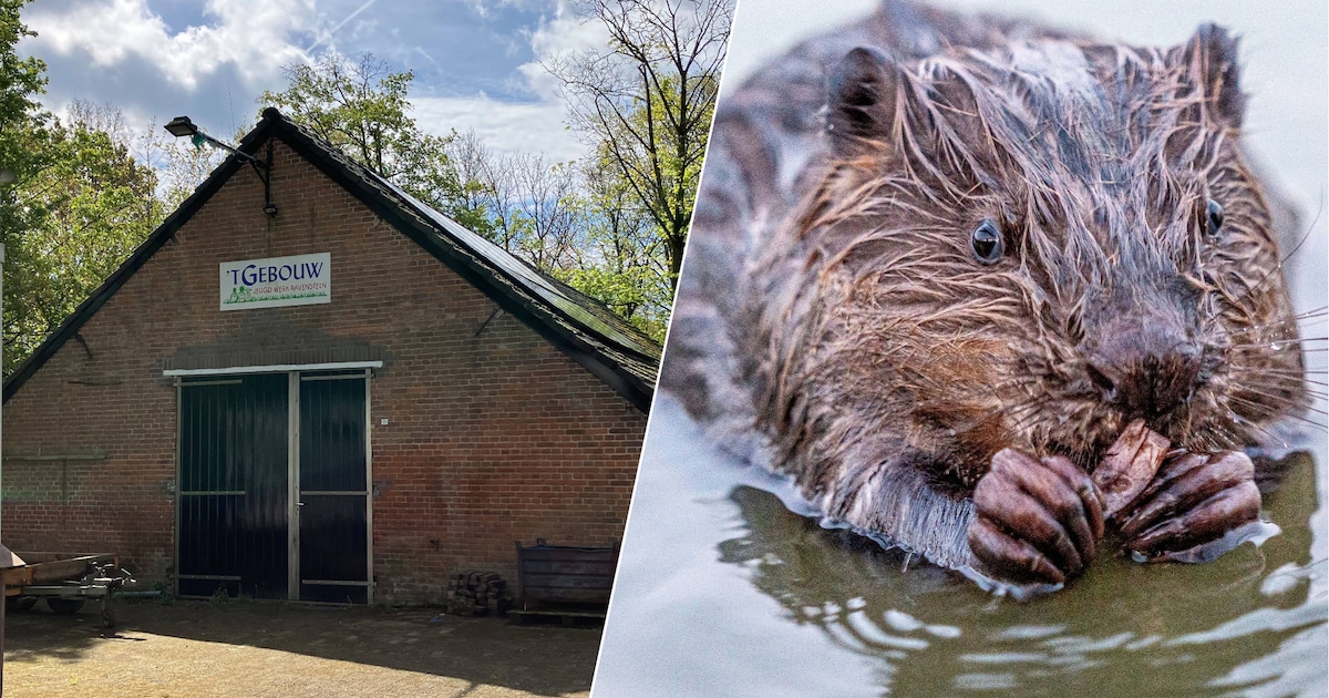 Win-win: bevers én Jeugdwerk Ravenstein mogen allebei blijven | Oss | AD.nl