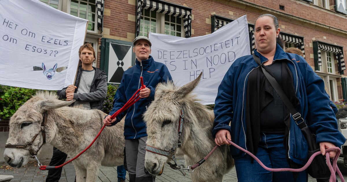 Vrijwilligers ezelopvang in Zeist kloppen (mét ezels) aan bij wethouder ...