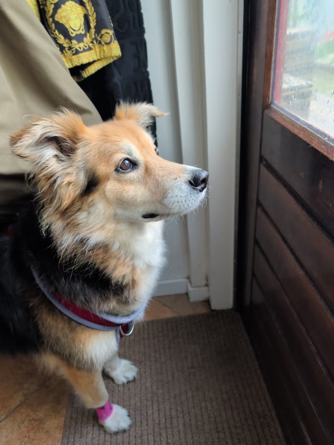 Heb jij Snow, Yuki of Lisa gezien? Deze vier huisdieren worden in ...