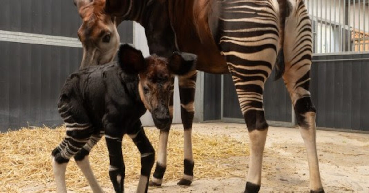 Okapi geboren in Safaripark Beekse Bergen; via videoschermen al te zien ...