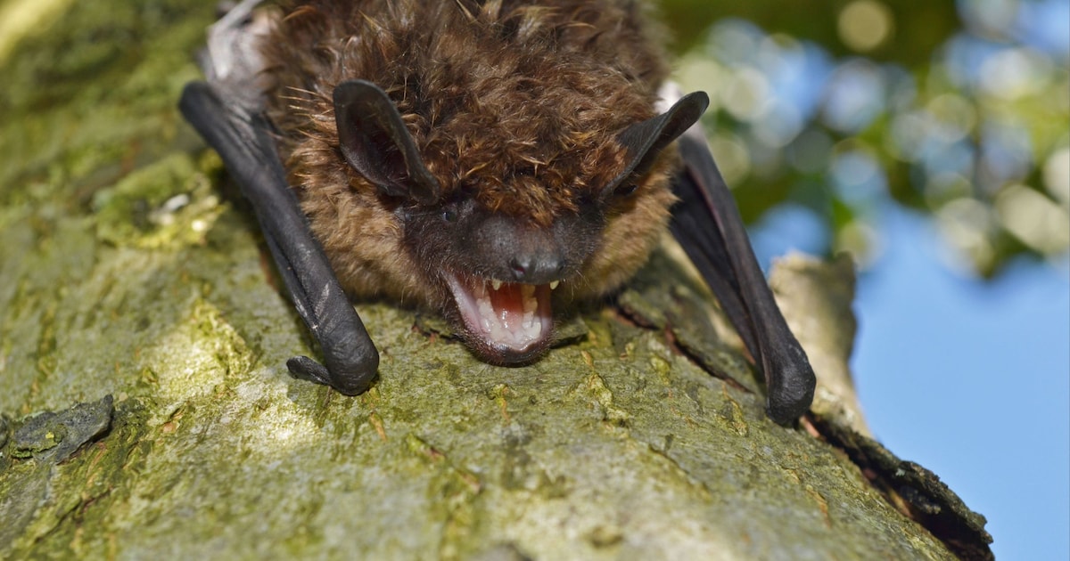 Vleermuis vliegt in mond Amerikaanse vrouw, medische kosten lopen op ...
