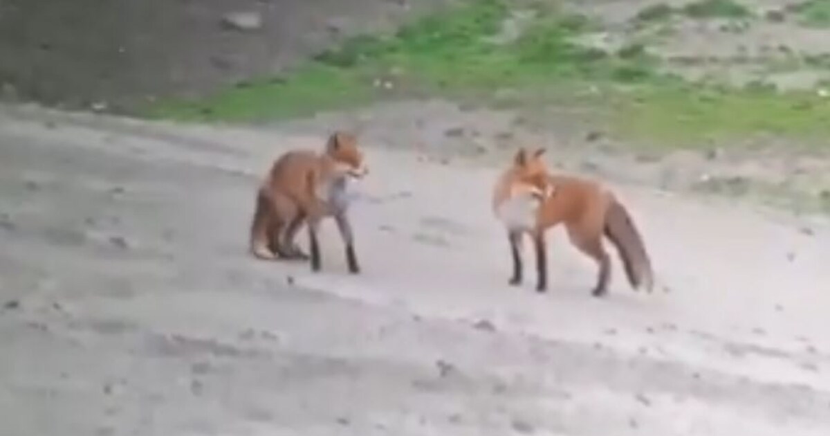 Gespot én gefilmd: twee rennende vossen op de Maasvlakte | Rotterdam ...