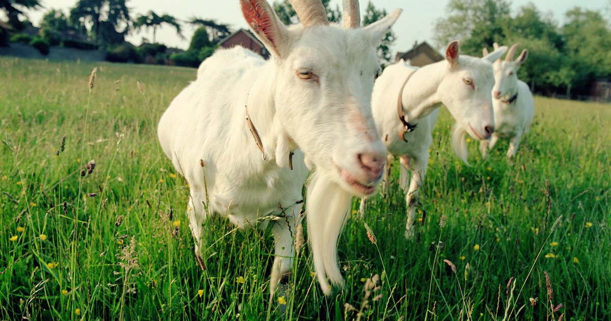 Geitenhouder Rilland wil ‘familievarkens’ inzetten voor ...