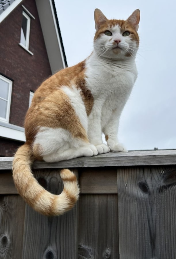 Heb jij Fergus, Smokey of Sjakie gezien? Deze vier huisdieren worden in ...