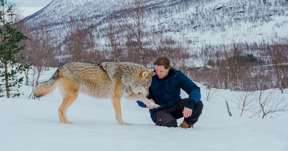 Freek Vonk: ‘Faunabescherming en Animal Rights medeverantwoordelijk voor doodschieten van wolf ...
