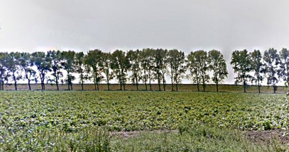 Rij populieren langs Volkerak wordt toch niet gekapt | Voorne-Putten ...