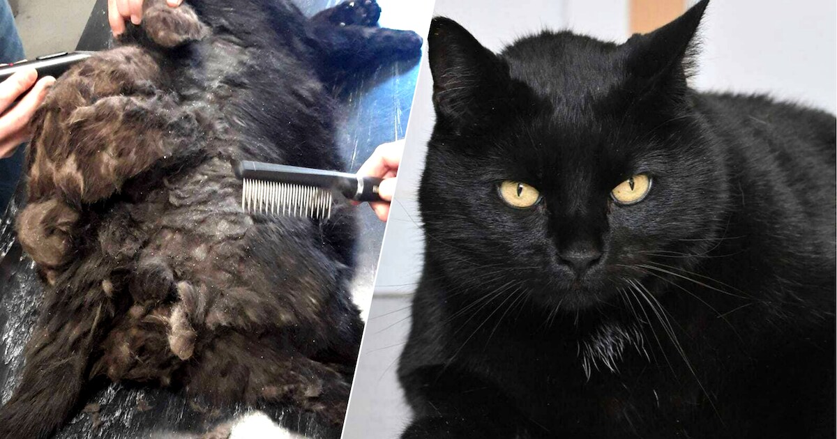 Kat Jabba verlost van dreadlocks en klaar voor nieuw baasje | Den Haag ...