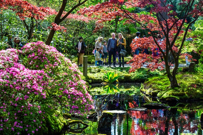 Leg de fotocamera maar klaar: de Japanse Tuin is weer geopend | Den Haag | AD.nl