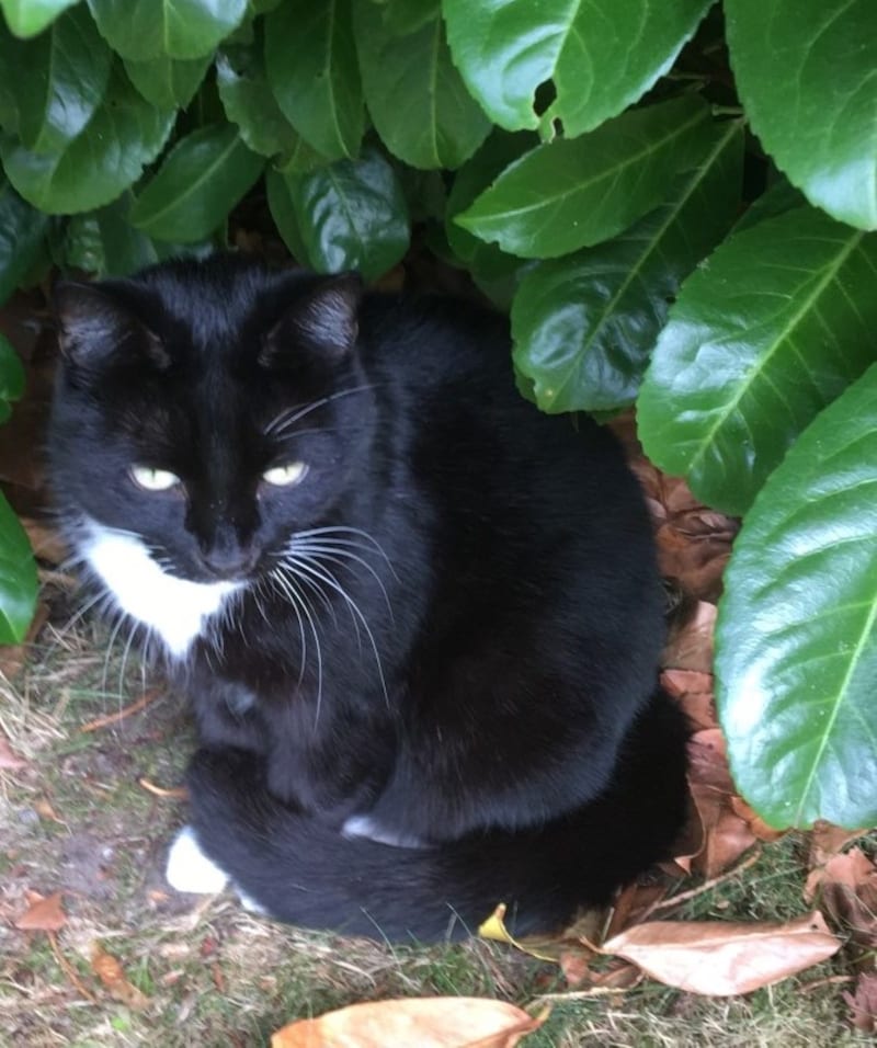 Heb jij Pietje, Muis of Maya gezien? Deze drie huisdieren worden in ...