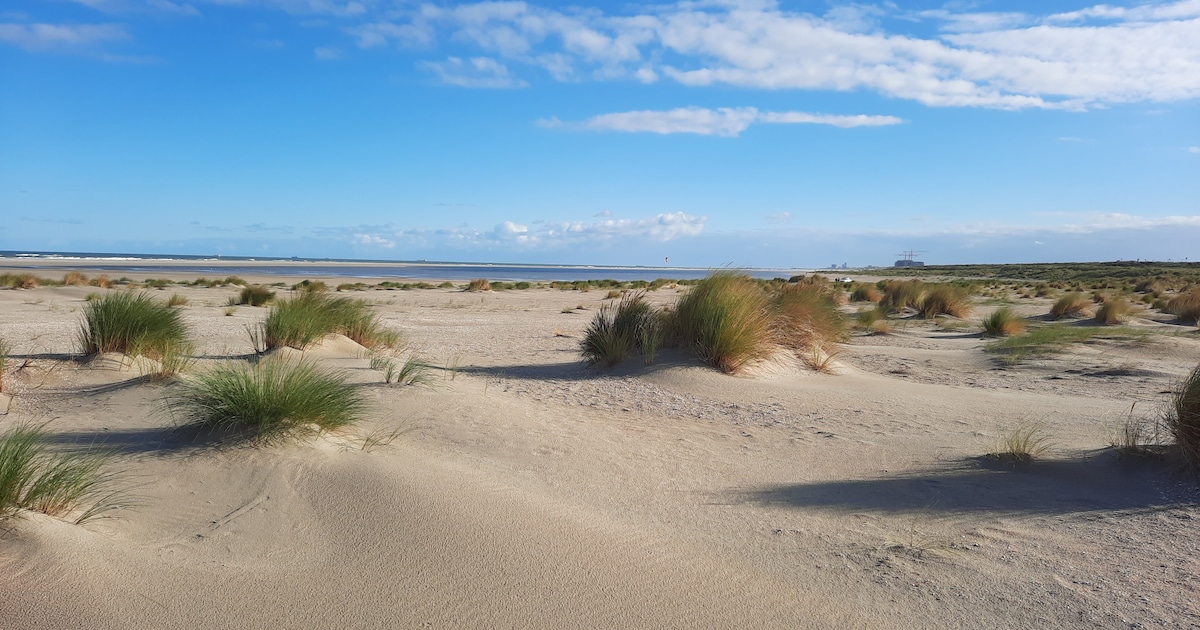 Ontdek de natuur op de Zandmotor tijdens excursies met deskundige ...