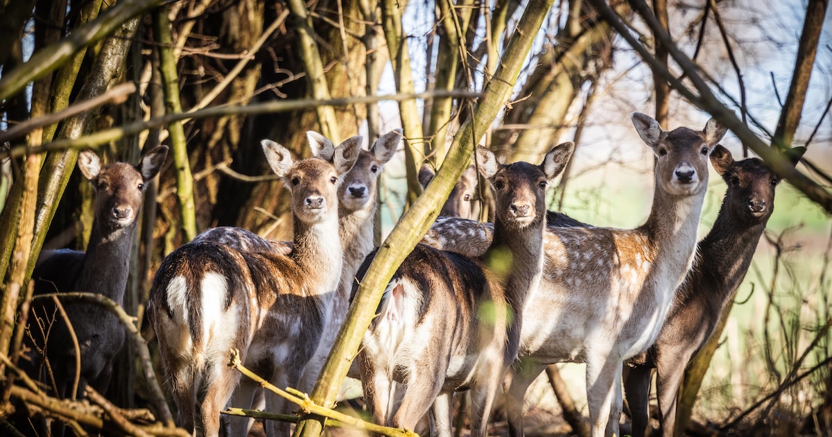 Plan om deel damherten nu al af te schieten wekt woede: ‘Provincie ...