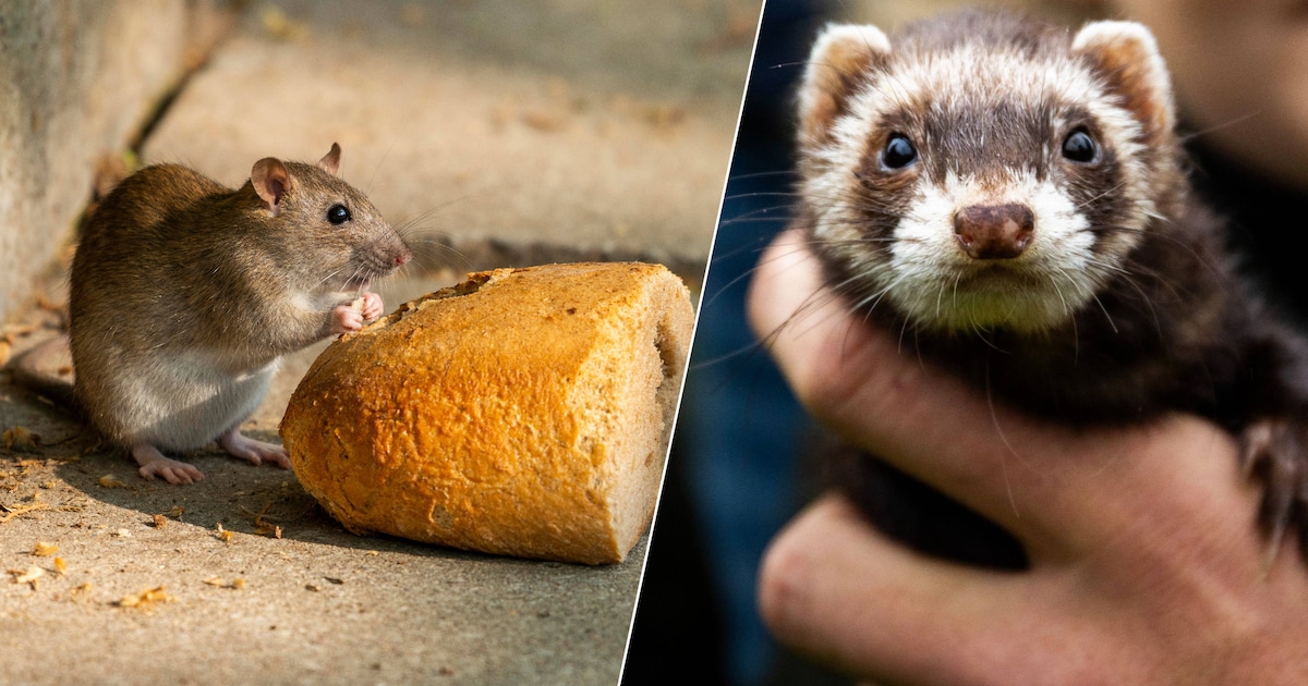 Rotterdam koopt fretten tegen rattenplaag, gevangen ratten doodbijten ...