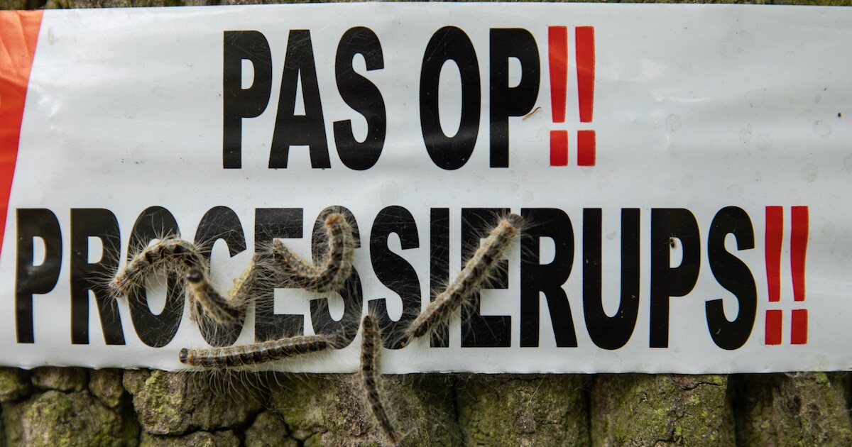 Rode Kruis: Nederlander doet het fout na insectenbeet of contact ...