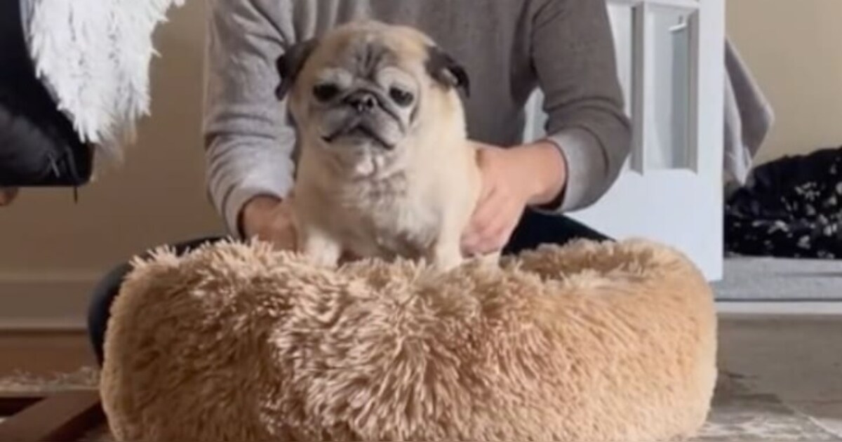 Wereldberoemde TikTok-mopshond Noodle, die toekomst kon ‘voorspellen ...