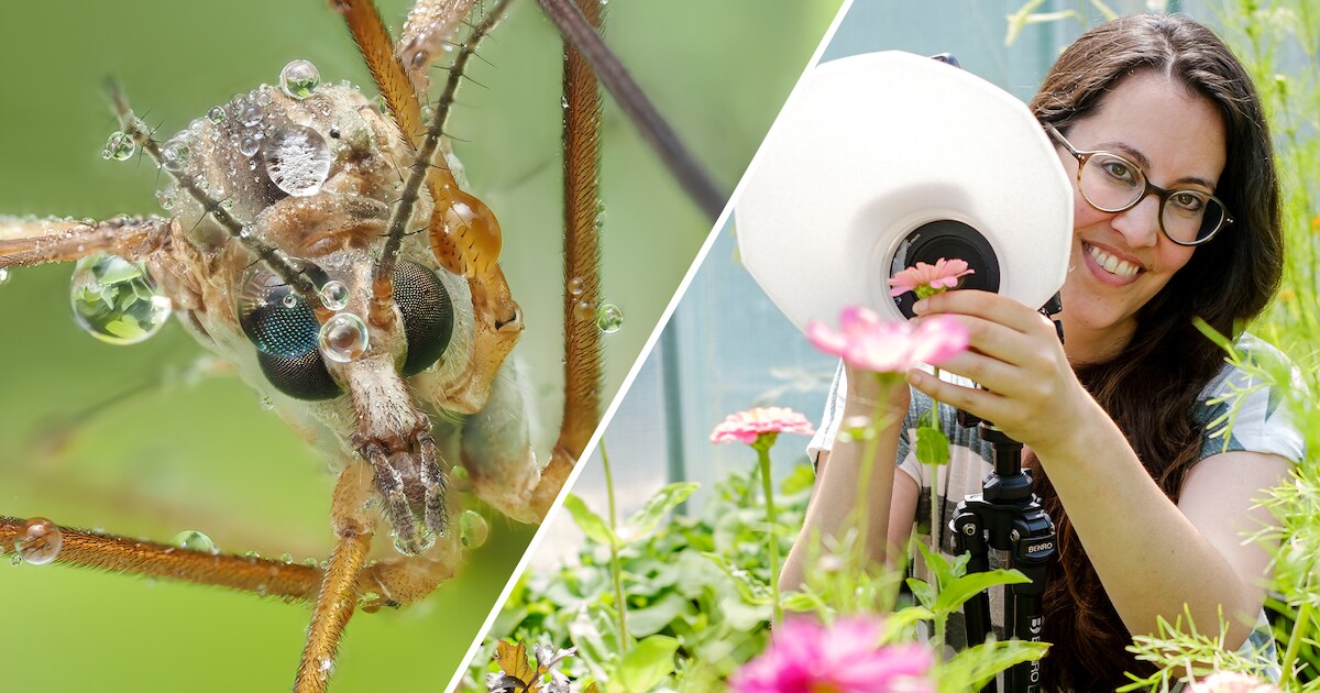 Kluns eerste klas, maar toch succesvol: de langpootmug | Enschede | AD.nl