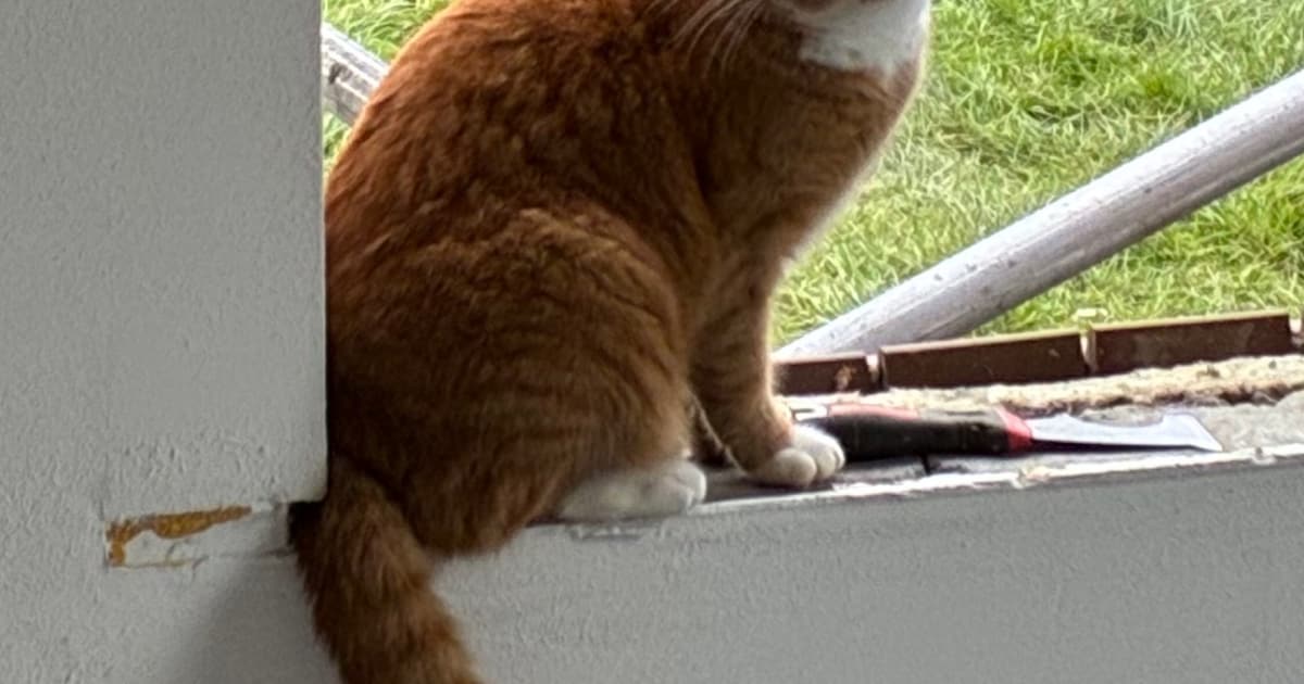 Heb jij Panter, Beer of Phoebe gezien? Deze vier huisdieren worden in ...