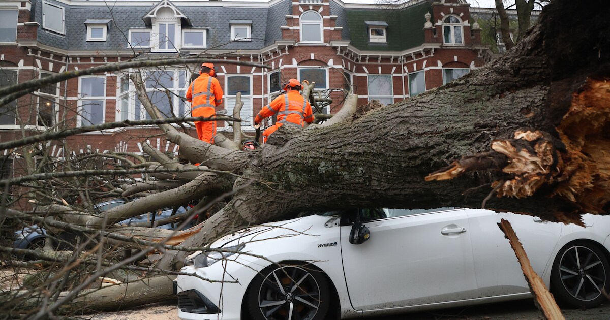 Omgevallen boom richt flinke ravage aan op Groot Hertoginnelaan in Den ...