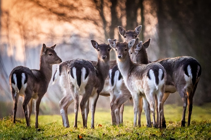 Provincie mag damherten Hoeksche Waard afschieten, maar moet er 40 in ...