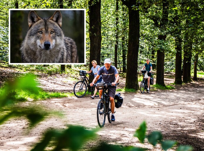 Oproep gemeenten nadat wolf kind (6) beet: blijf weg uit natuurgebieden ...