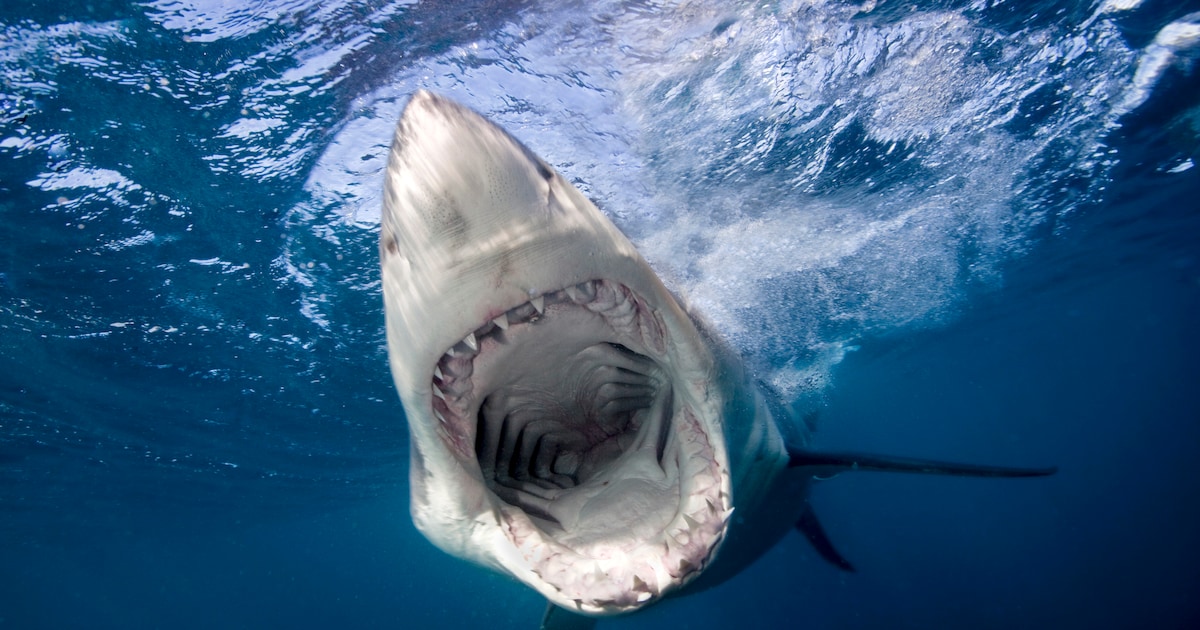 Surfer gedood door haai in Sydney | Nieuws | AD.nl