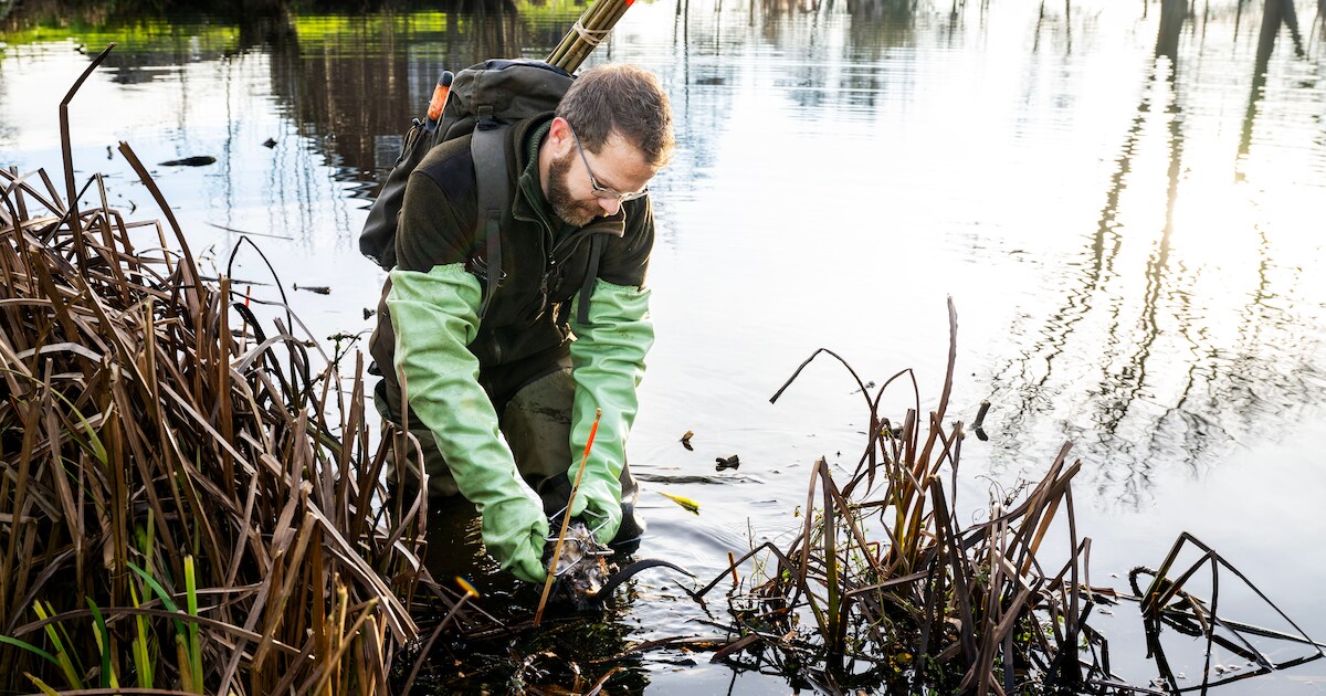 Jagers vingen in drie maanden al 3000 muskusratten: ‘Ze graven de ...