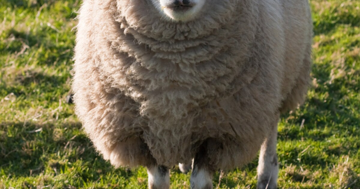 Man betrapt tijdens seks met schaap | Buitenland | AD.nl