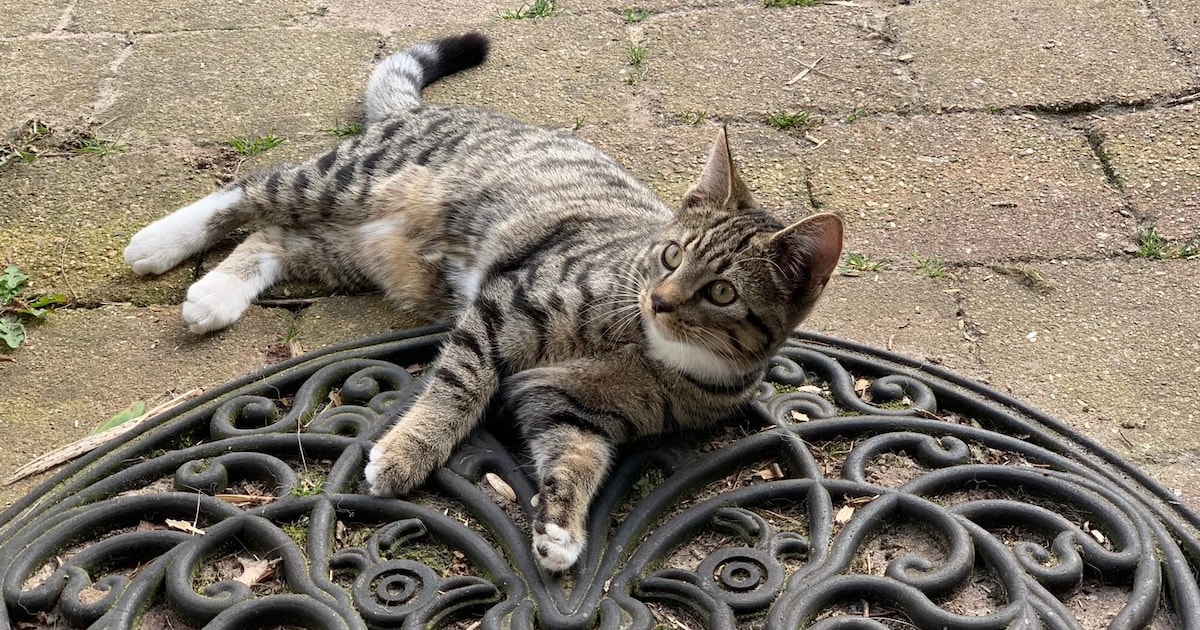 Heb jij Donna gezien? Dit huisdier wordt in Westerveld vermist | Regio ...
