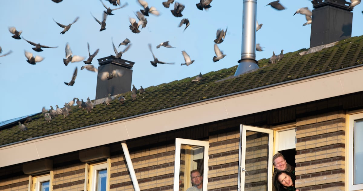 Melanie (51) wordt gék van duivenoverlast in buurt (ze is zelfs al een ...