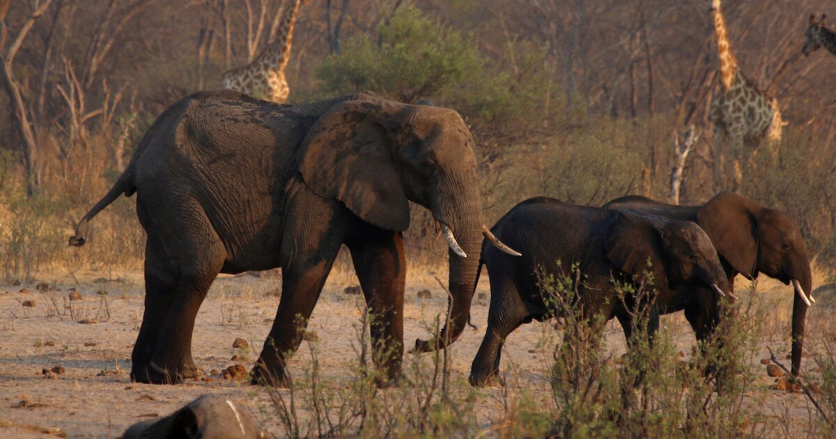 Zimbabwe gaat 200 olifanten afmaken om voedseltekorten | Buitenland | AD.nl