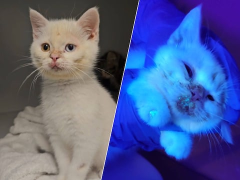 Vier jonge kittens gedumpt in Gouda, in opvang blijkt hoe ziek ze zijn ...