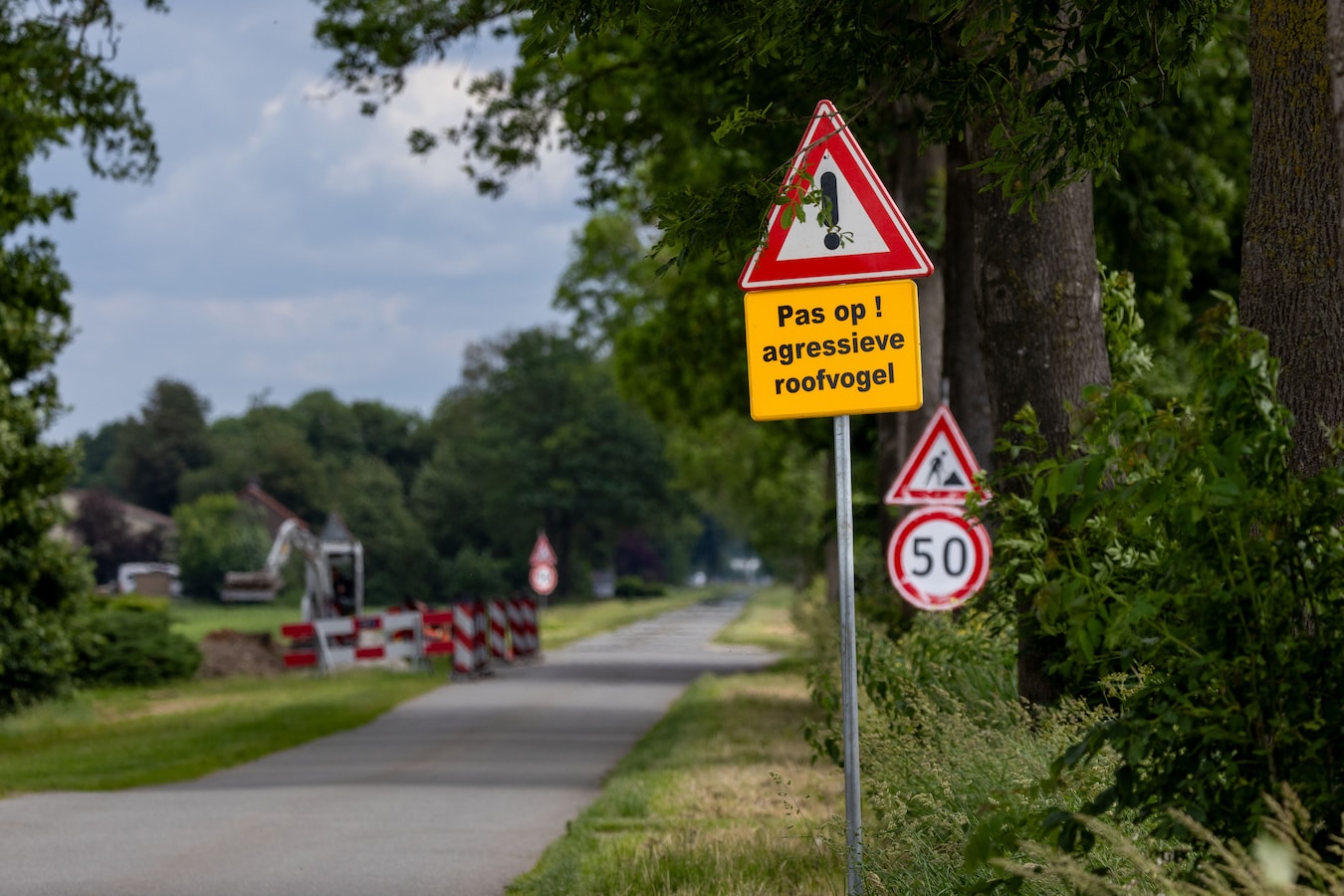 Buizerd terroriseert buurt in Bant: vrouw begeleidt in de auto haar ...