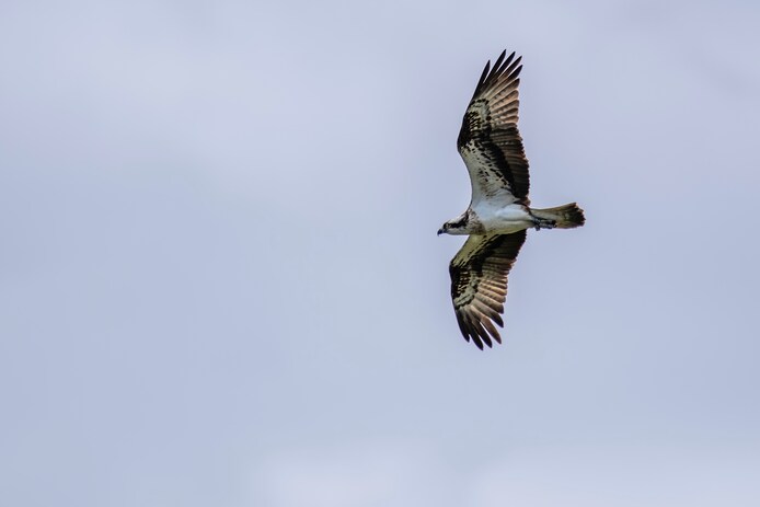 Keert visarendman voor tiende jaar op rij terug in de Biesbosch? Zondag ...