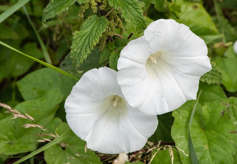 Deze winde heeft prachtige bloemen, maar behoort tot meest gehate ...