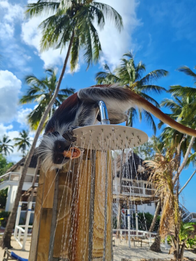 Badderen in de modder en een bijzondere gast tijdens het douchen: deze ...