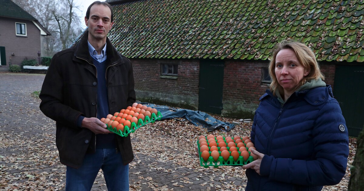 Sector slaat alarm: steeds meer biologische eierboeren stappen door ...