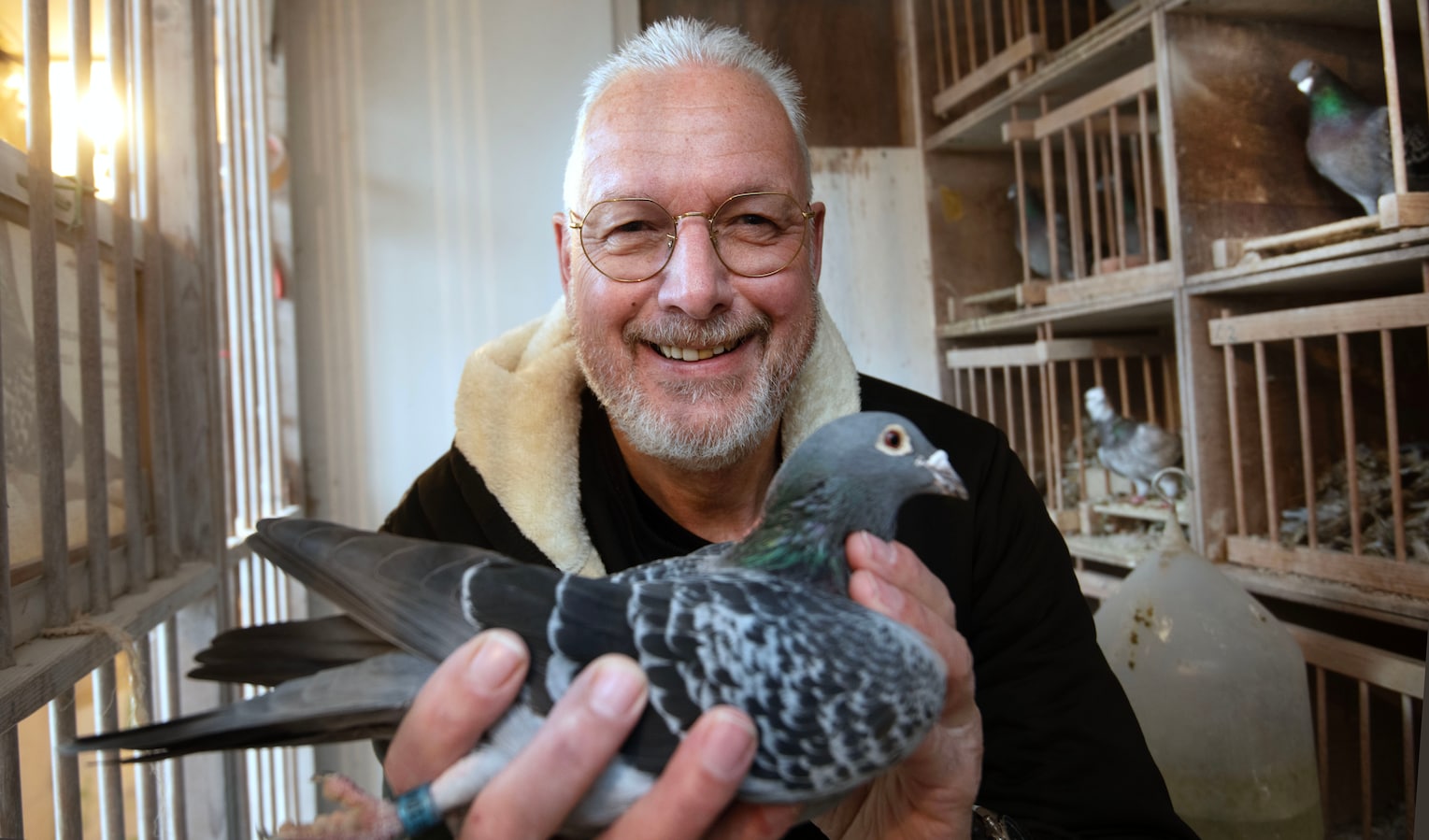 Kees (65) uit Benschop wil miljoen euro verdienen met postduif: dit is ...