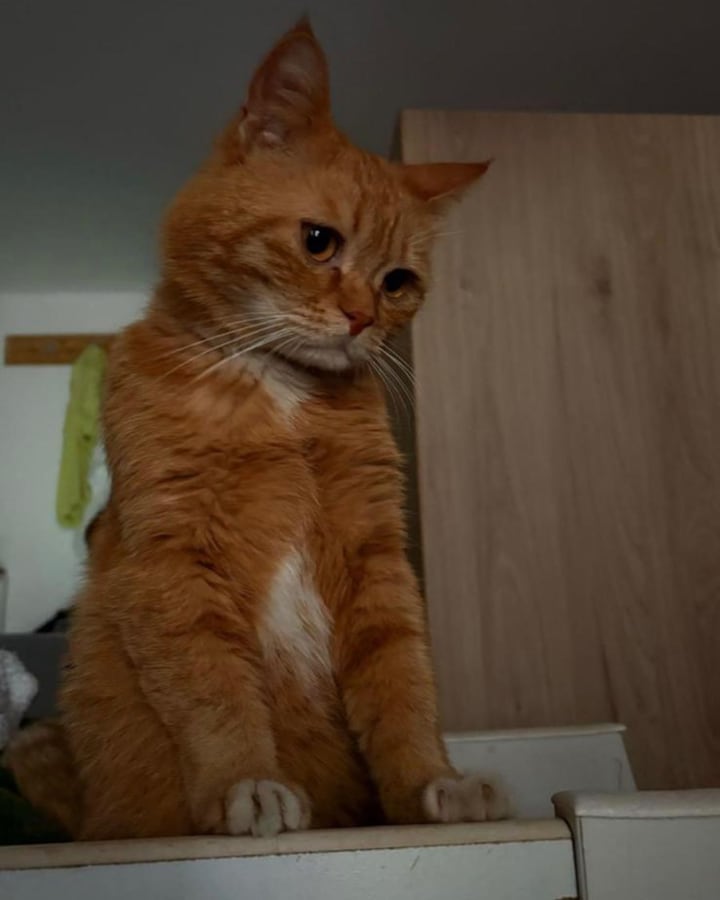 Heb jij Macho, Milo of Coco gezien? Deze vier huisdieren worden in ...