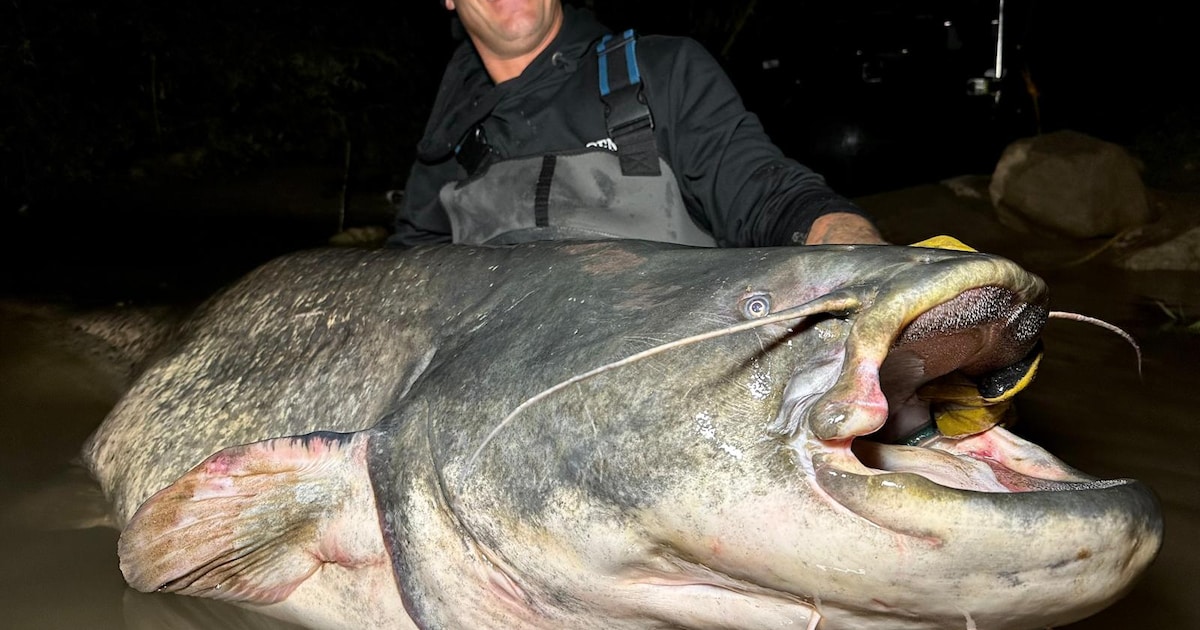 Meervalvisser Paul zat ‘te janken’ na deze enorme vangst: ‘Ik heb weer ...
