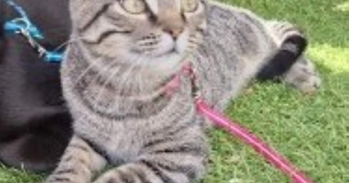 Heb jij Pip gezien? Dit huisdier wordt in Zoeterwoude vermist | Regio ...
