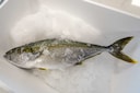 Toekomst Kingfish in Kats ziet er met IJslands geld weer rooskleurig ...