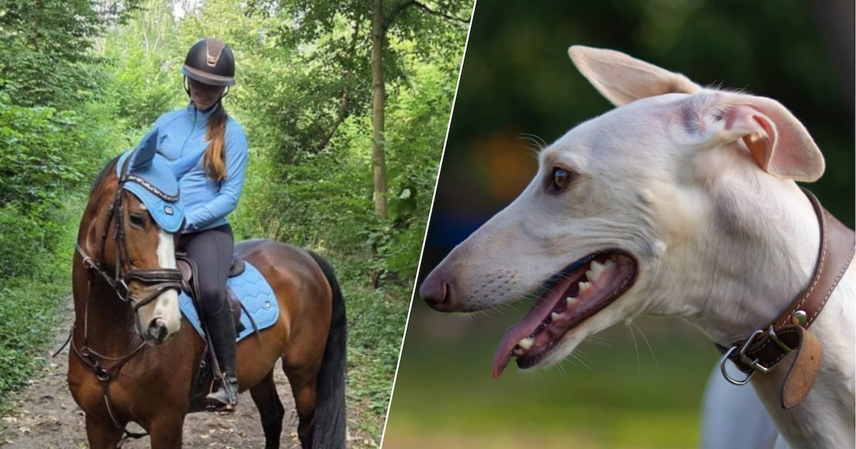 Als Emma (15) rit maakt op paard, wordt ze aangevallen door happende ...