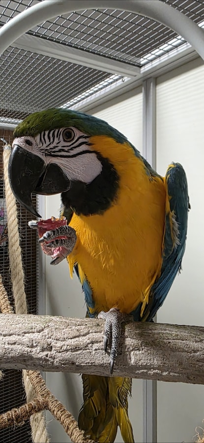 Heb jij Leroy, Loki of Berry gezien? Deze vier huisdieren worden in ...