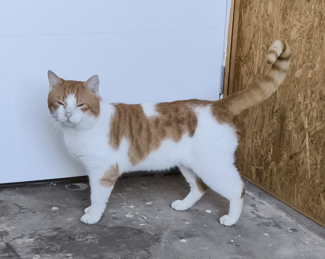 Heb jij George of Frits gezien? Deze twee huisdieren worden in ...