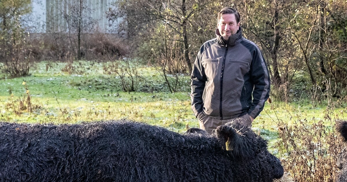 Otters in de stad en speeltuin naast grazende runderen, daar gaat ...
